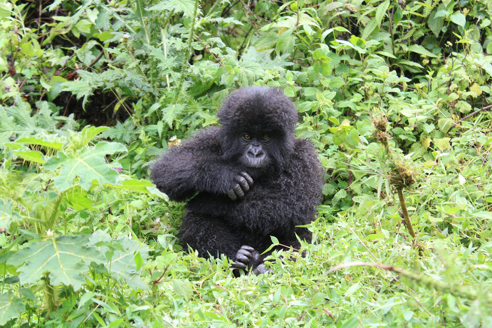 Moving to Uganda 2026: $700/mo Cost & Visa Guide